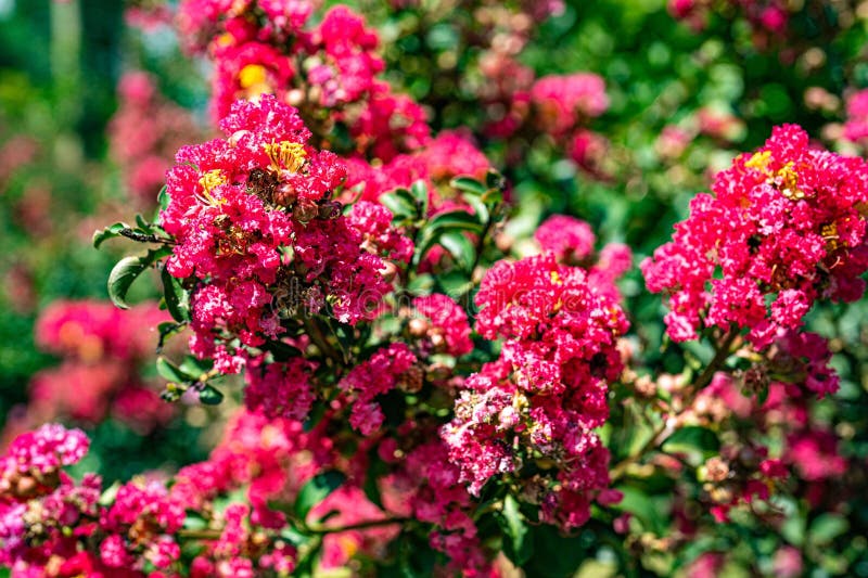 Closeup of Blooming Lagerstroemia Flowers Stock Photo - Image of fresh ...