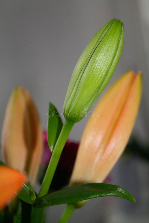 Closeup of Blooming Lily Bulbs in the Flower Shop Stock Image - Image ...
