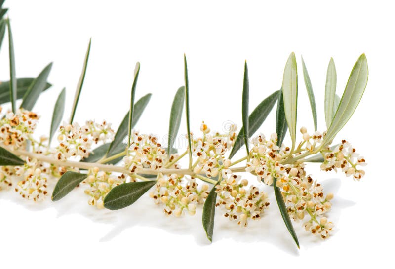 Closeup of Blooming Olive Twig Stock Photo - Image of branch, sprig ...