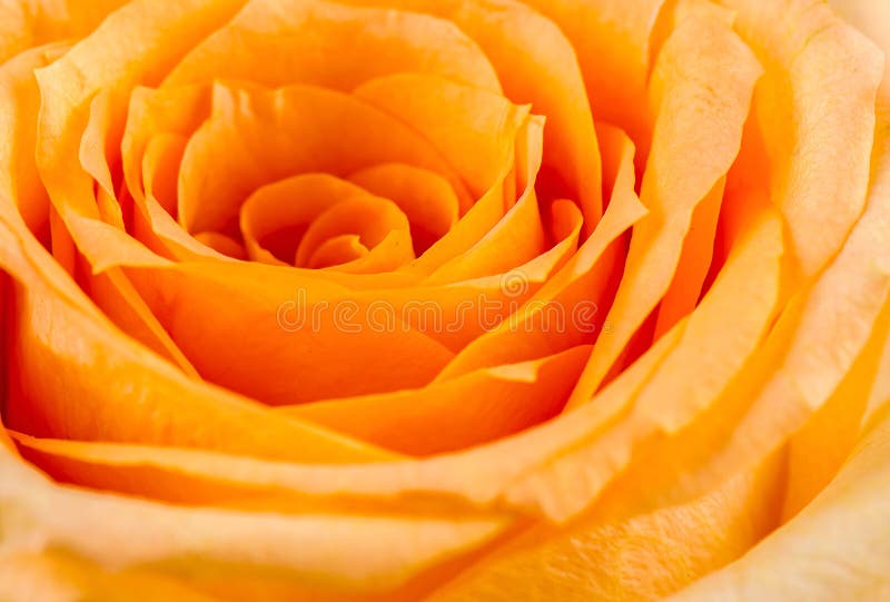 Closeup of a Blooming Orange and Yellow Rose. Stock Image - Image of ...