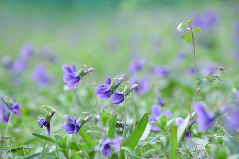 Herba Violae Stock Photos - Free & Royalty-Free Stock Photos from Dreamstime