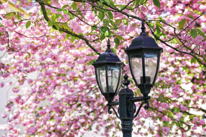 Closeup of Blooming Sakura Tree with Street Lantern Stock Photo - Image ...