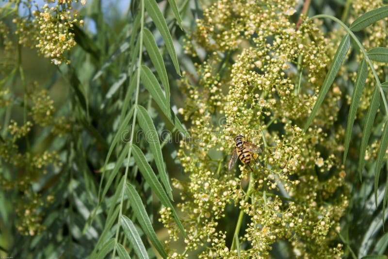 Closeup of Blooming Tree with Wasp Stock Image - Image of spring ...