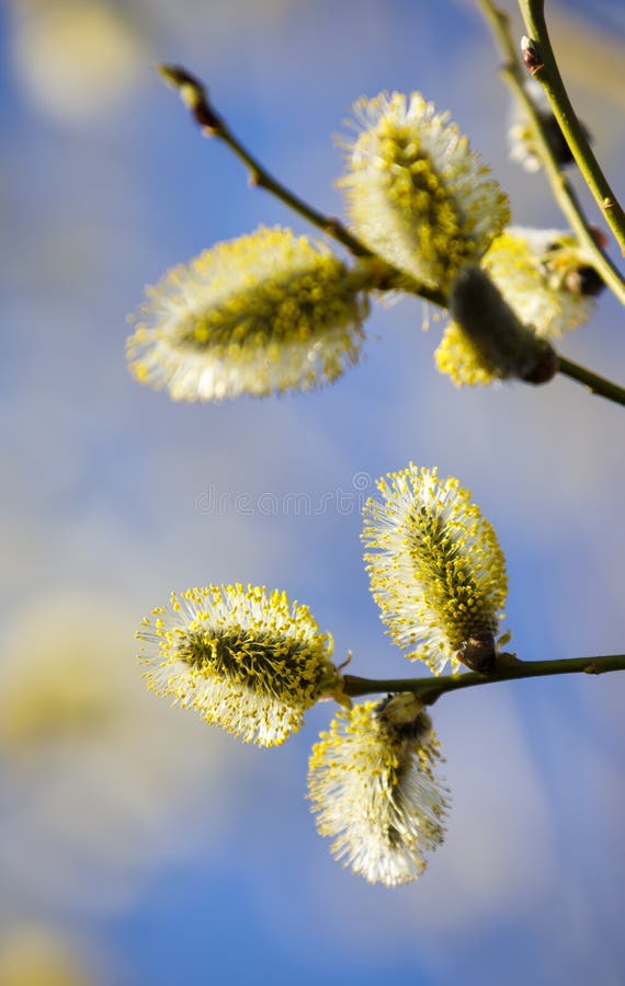 Closeup of Blooming Willow Tree at Spring Stock Photo - Image of spring ...