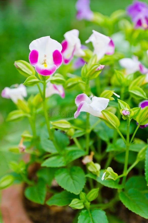 Blossom little flower stock image. Image of grass, bloom - 30176263