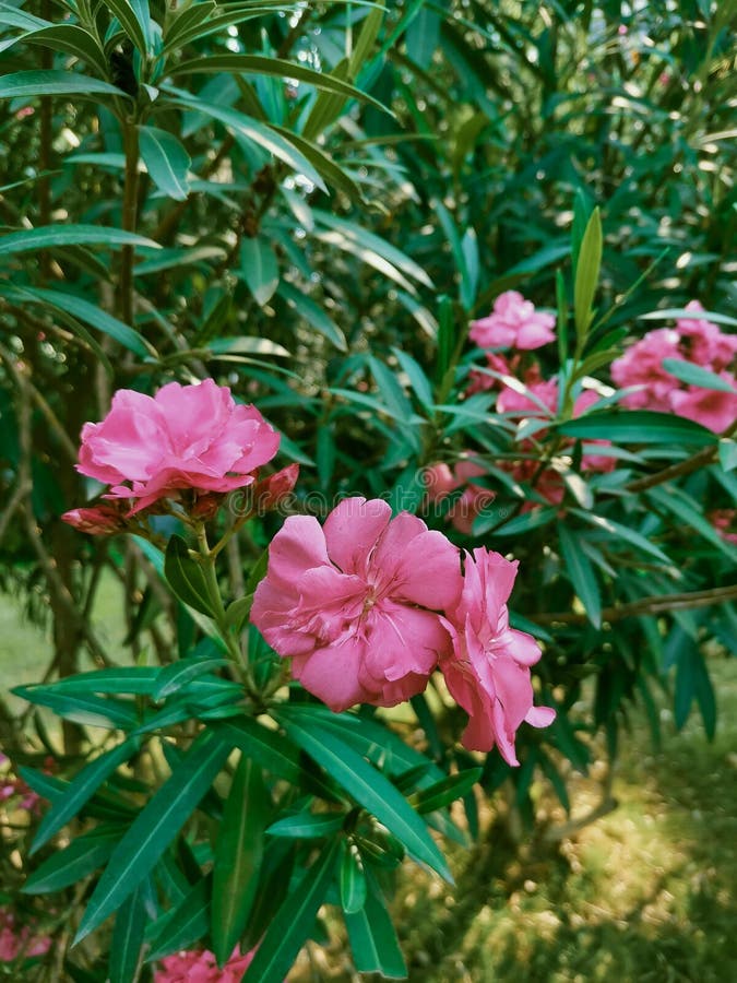 Closeup of Oleanders in Early Autumn Stock Image - Image of nature ...