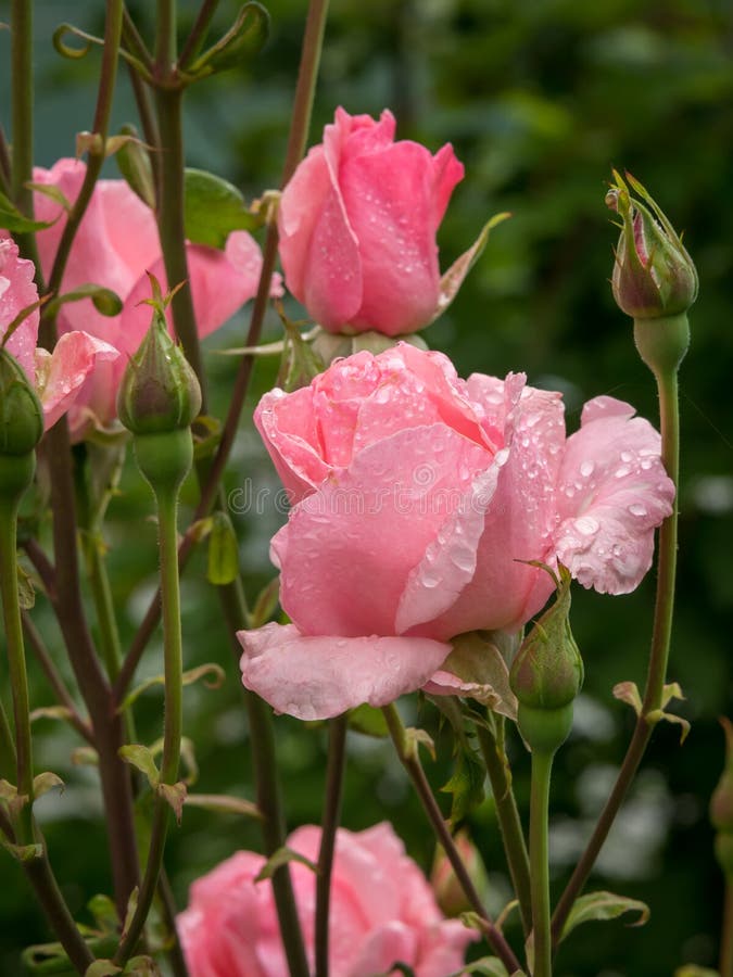 Blossom of a Pink Rose with Water Drops Stock Photo - Image of flower ...