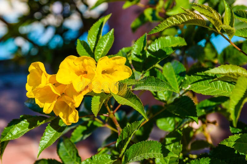 Closeup of the Blossoming Tecoma Stans Also Called Ginger Thomas ...