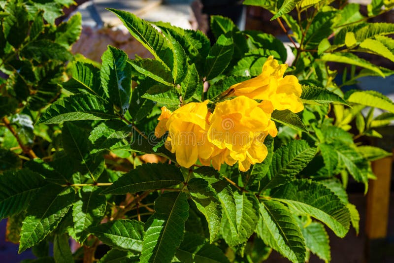Closeup of the Blossoming Tecoma Stans Also Called Ginger Thomas ...
