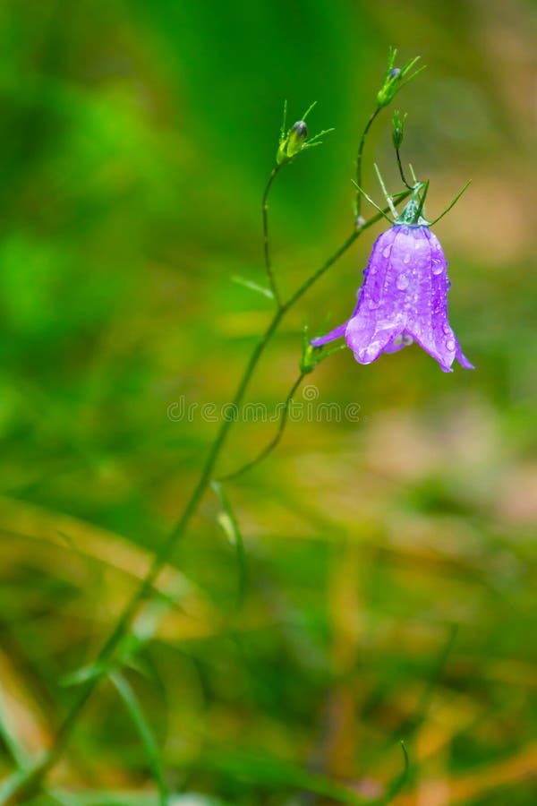 Closeup of Blue Bell Flower Stock Photo - Image of meadow, grass: 25567682