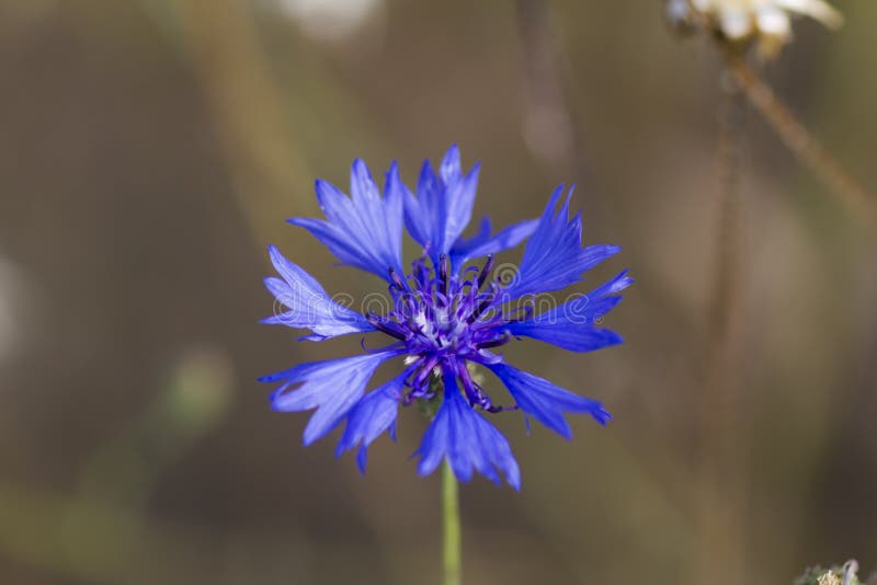 Blue Cornflower in the Rye Field Stock Photo - Image of blossom, design ...