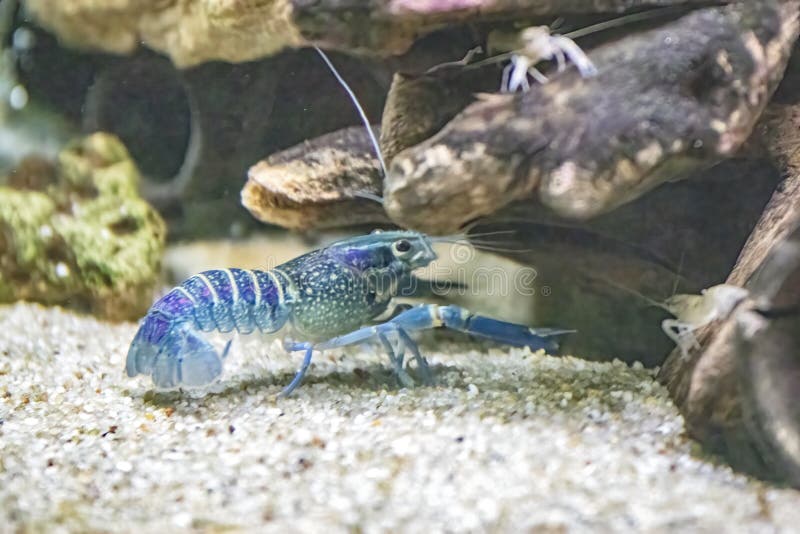 Closeup of the Blue Crayfish, Procambarus Alleni. Stock Image - Image ...