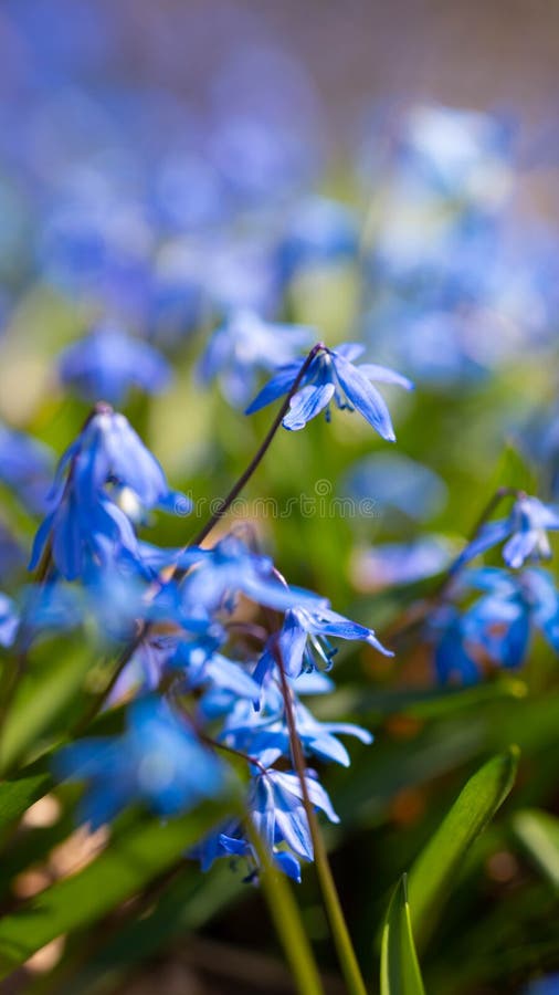 Bluebells in the Meadow. Blue Flowers Stock Photo - Image of prairie ...
