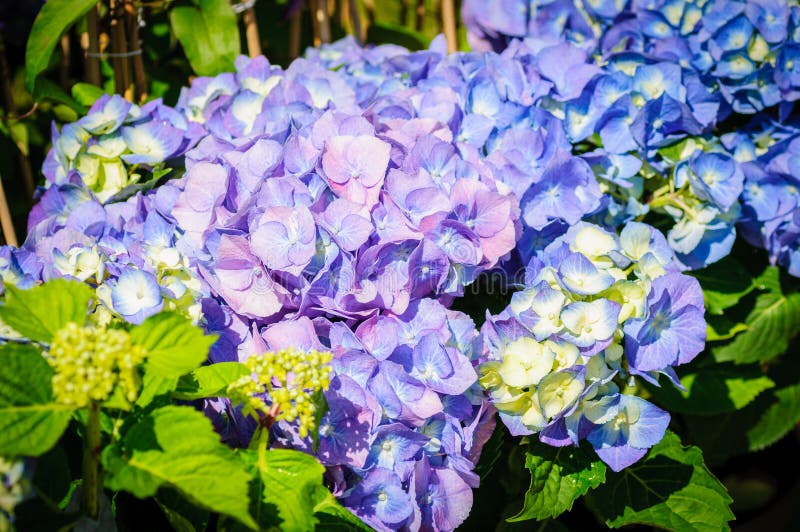 Closeup of Blue Hydrangea. Hydrangea Macrophylla in a Garden Stock ...