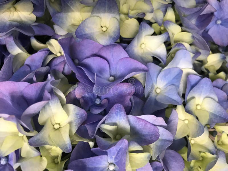 Hydrangea flowers stock photo. Image of flowers, colorful - 143084698