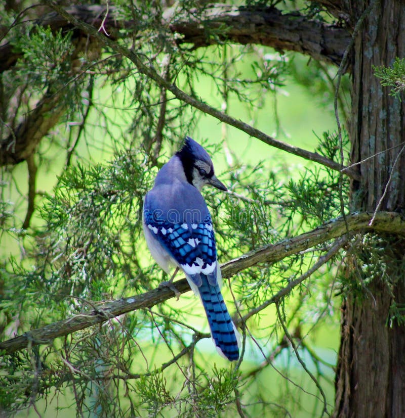 Closeup of a Blue Jay from Behind Sitting on a Tree Stock Image - Image ...