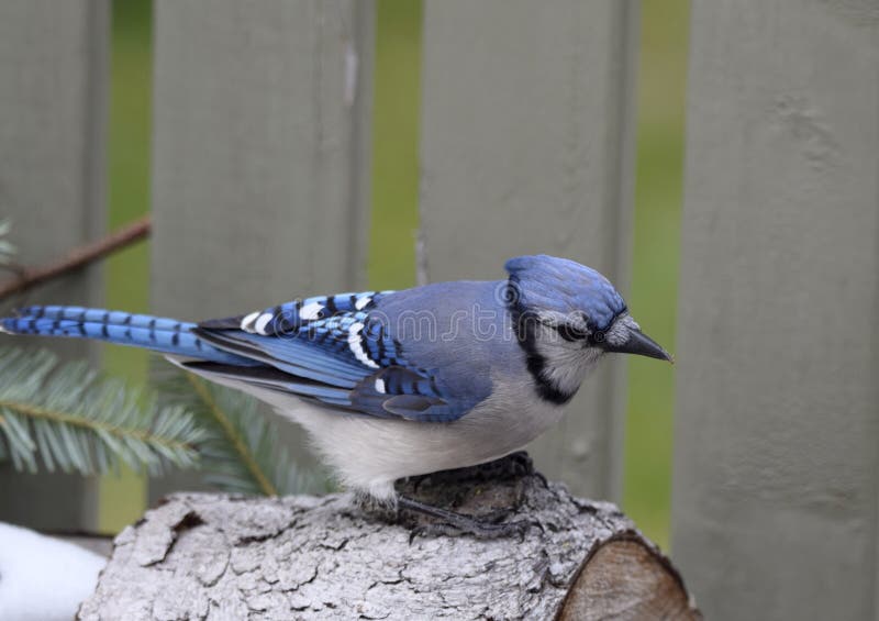 Blue Jay side view stock image. Image of avian, corvidae - 31944549