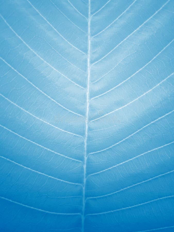 Closeup Blue Leaf Texture Background, Blank Blue Leaf Pattern ...