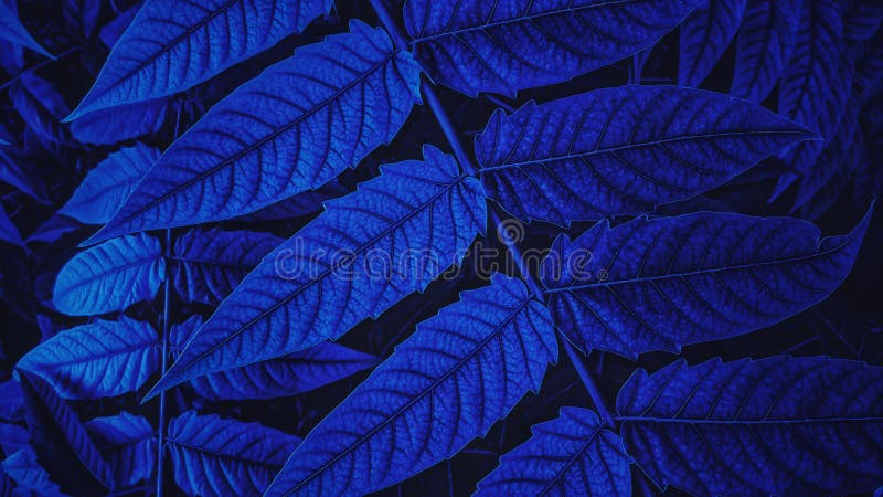 Closeup of Blue Leaves Abstract Background Stock Photo - Image of ...