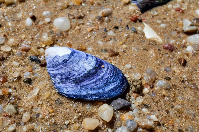 Closeup of a Blue Mussel Shell on the Sea Coast Stock Image - Image of ...