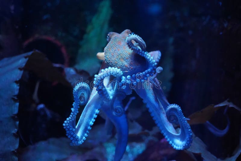 Closeup of a Blue Octopus Under the Water. Stock Photo - Image of ...