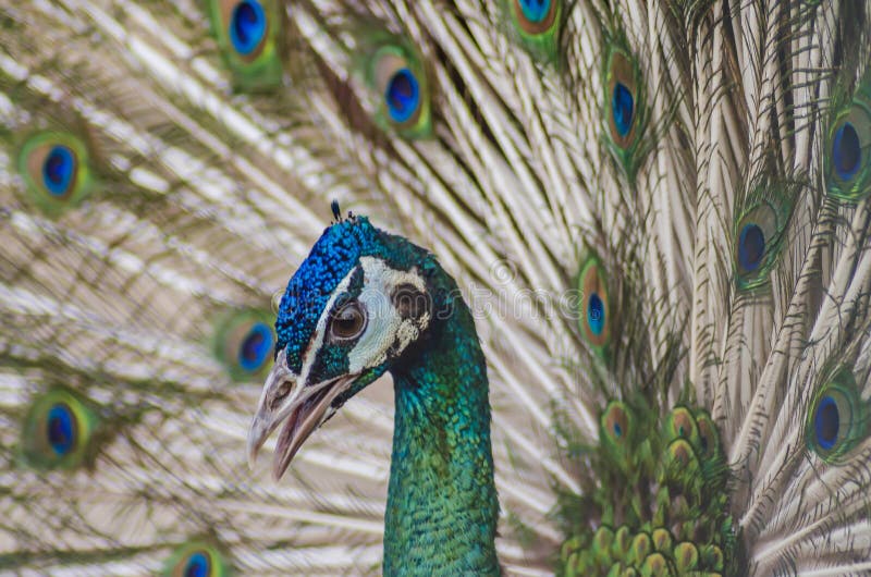 Closeup of Blue Peacock Head Stock Photo - Image of side, closeup ...