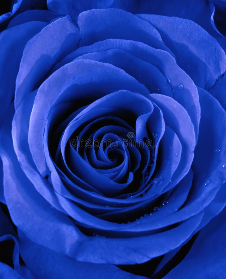 Closeup of a Blue Rose stock image. Image of drop, nature - 63219239