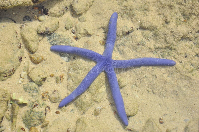 Closeup of Blue Starfish in the Sea Stock Image - Image of closeup ...