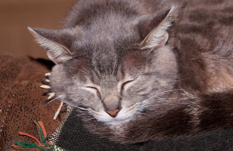 Closeup of a Blue Tabby Cat Sleepin Stock Photo - Image of feline ...