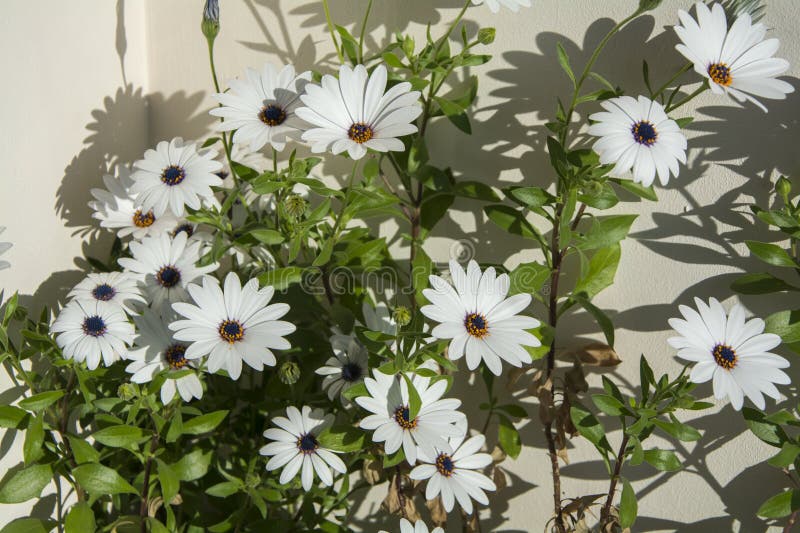 A Closeup of a Blue-and-white Daisy Bush with Big Flowers Stock Image ...