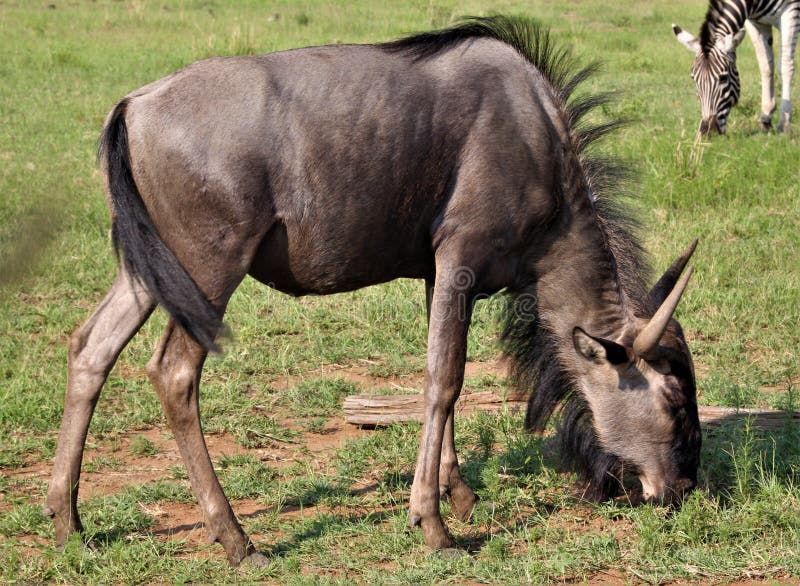 Closeup of a Blue Wildebeest Looking for Food in a Field Stock Image ...
