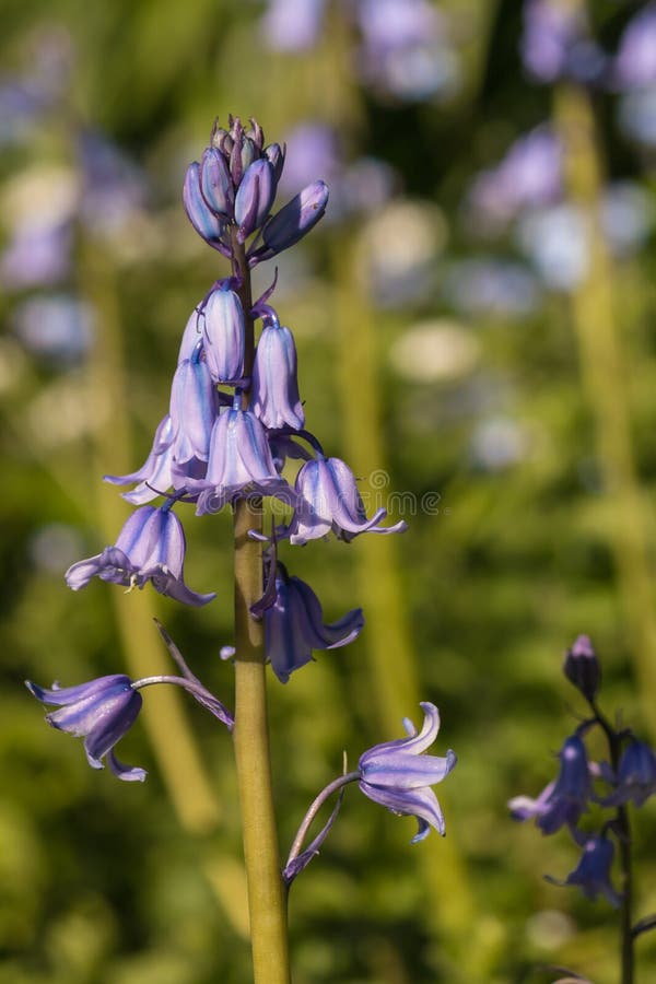 Common Bluebell Flowers with Tree Trunk Stock Photo - Image of trunk ...