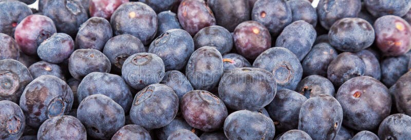 Blueberries - horizontal stock photo. Image of bowl, diet - 13513776