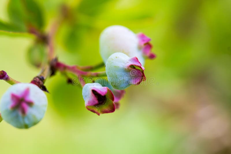 Closeup of Blueberries stock photo. Image of blue, stalk - 57293488
