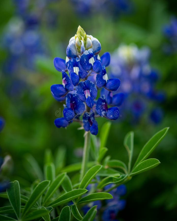Closeup of Bluebonnet in a Field of Bluebonnets Stock Image - Image of ...