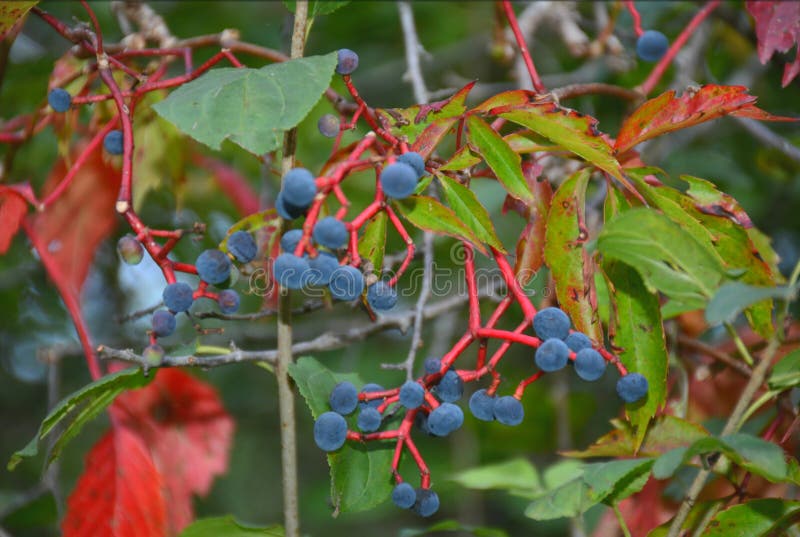 Closeup of Bluish Berries and Multi Colored Leaves Stock Image - Image ...
