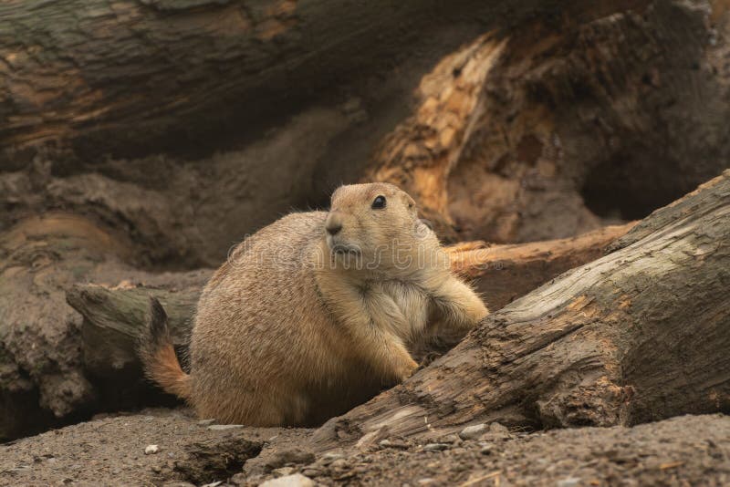 Closeup of a Bobak Marmot Standing on Soil Stock Image - Image of fauna ...