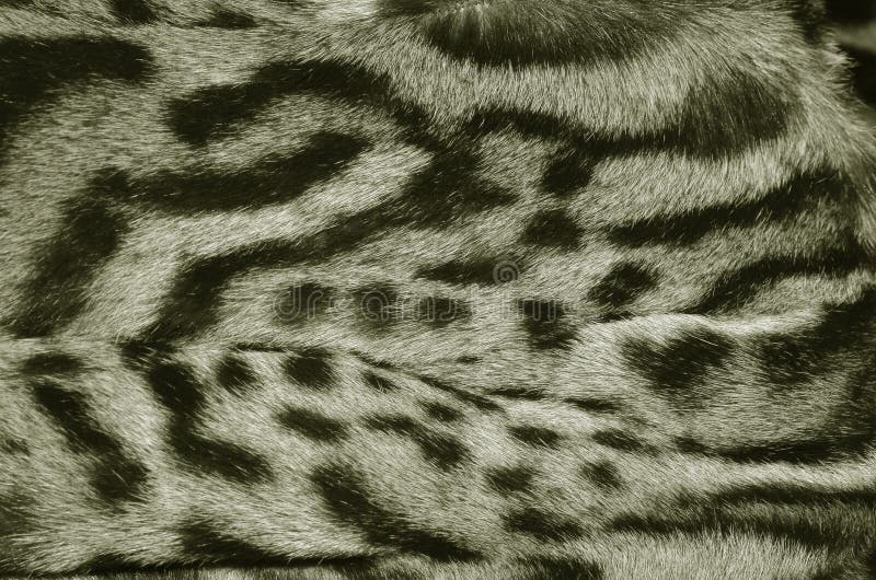 Bobcat Fur Background Texture Pattern Stock Image - Image of details ...