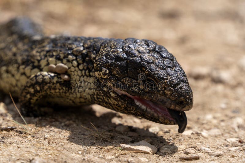 Closeup of a Bobtail Lizard Stock Photo - Image of bluetongued, nature ...