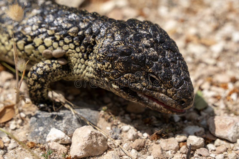 Closeup of a Bobtail Lizard Stock Image - Image of australian, reptile ...