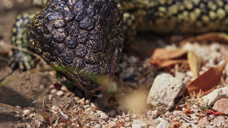 Closeup of a Bobtail Lizard Eating Off the Ground Stock Video - Video ...