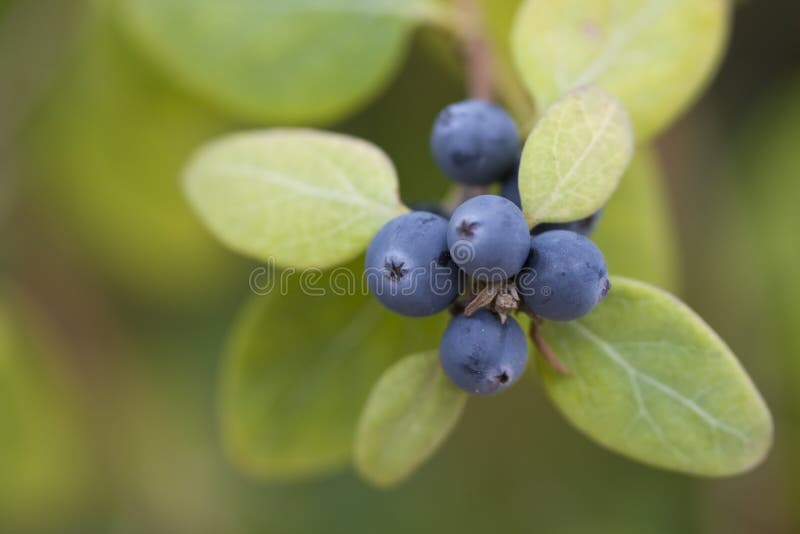 Bog blueberry fruit stock image. Image of organic, plant - 258559761