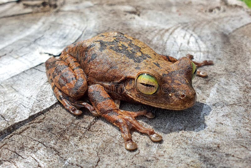 Closeup of a Bokermannohyla Frog Sitting on a Smooth Surface Stock ...