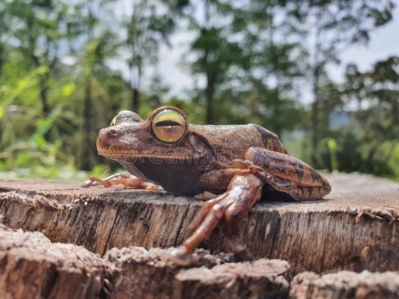 Closeup of a Bokermannohyla Frog Sitting on a Tree Timber, Wooden ...