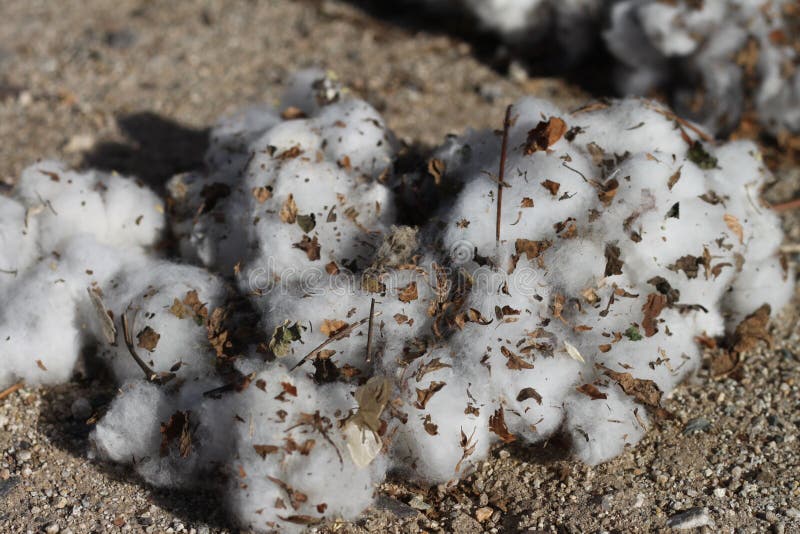 Cotton boll 4685 stock image. Image of color, botanical - 167755985