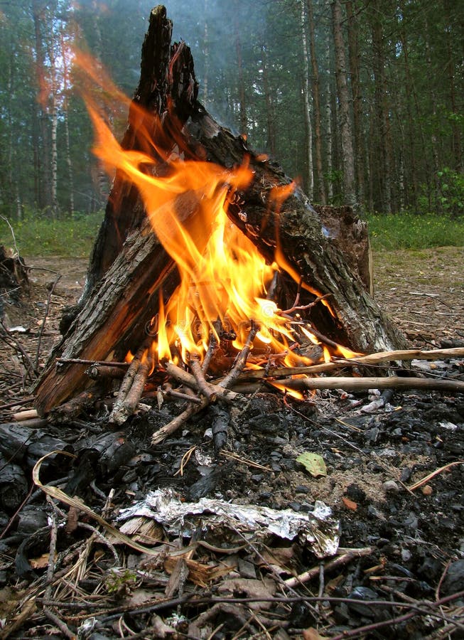 Bonfire in the Woods stock photo. Image of blazing, burning - 12184996