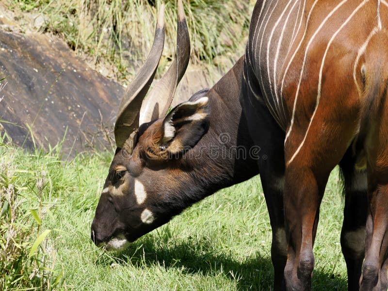Closeup bongo eating grass stock image. Image of grass - 287846311