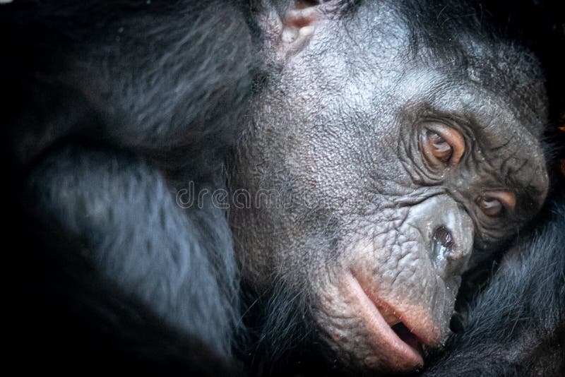 Closeup of a Bonobo Laying Down with Eyes Open Looking Forward Stock ...