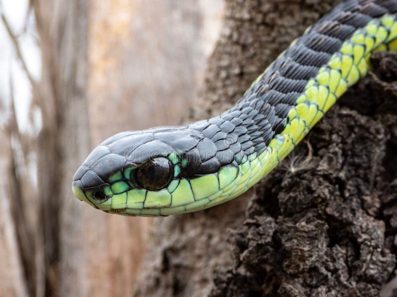 Black Boomslang Snake with Dark Scales Up Close Stock Image - Image of ...
