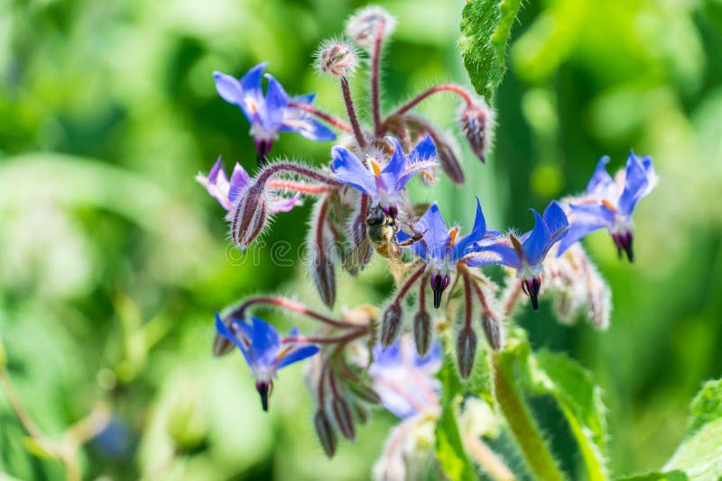 Closeup of the Borage, Also Known As a Starflower. Stock Image - Image ...